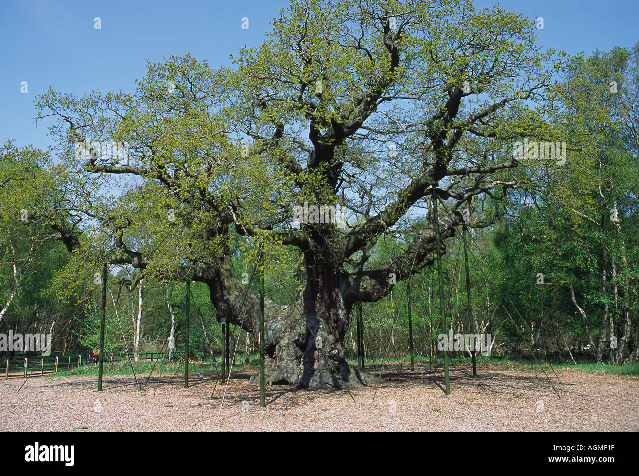 The Major Oak In Sherwood Forest Stock Photo - Alamy