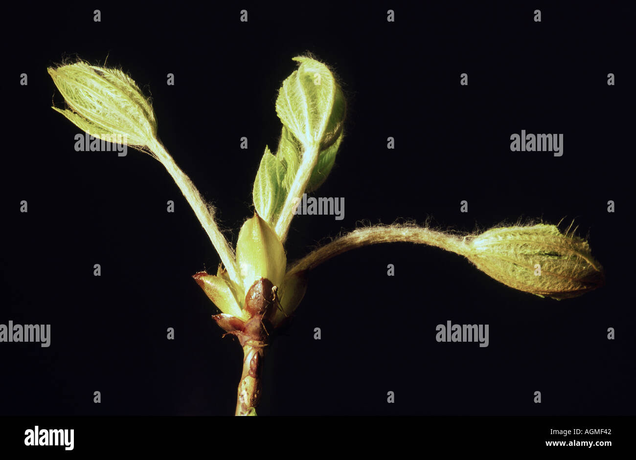 Spring Shoots against Dark Background Stock Photo - Alamy