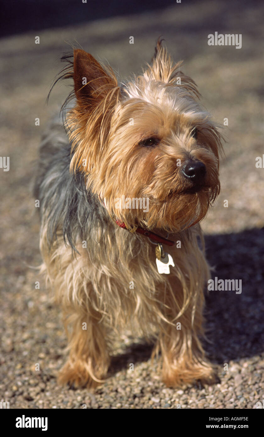 Yorkshire Terrier Standing Viewed from Front Stock Photo - Alamy