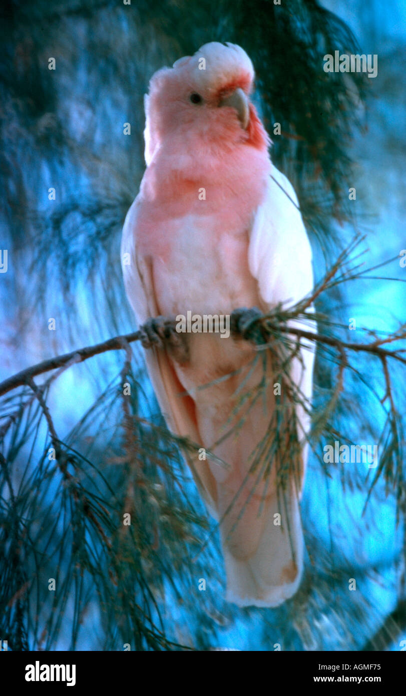 Major Mitchell Cockatoo Cacatua leadbeateri Chambers Pillar Northern ...