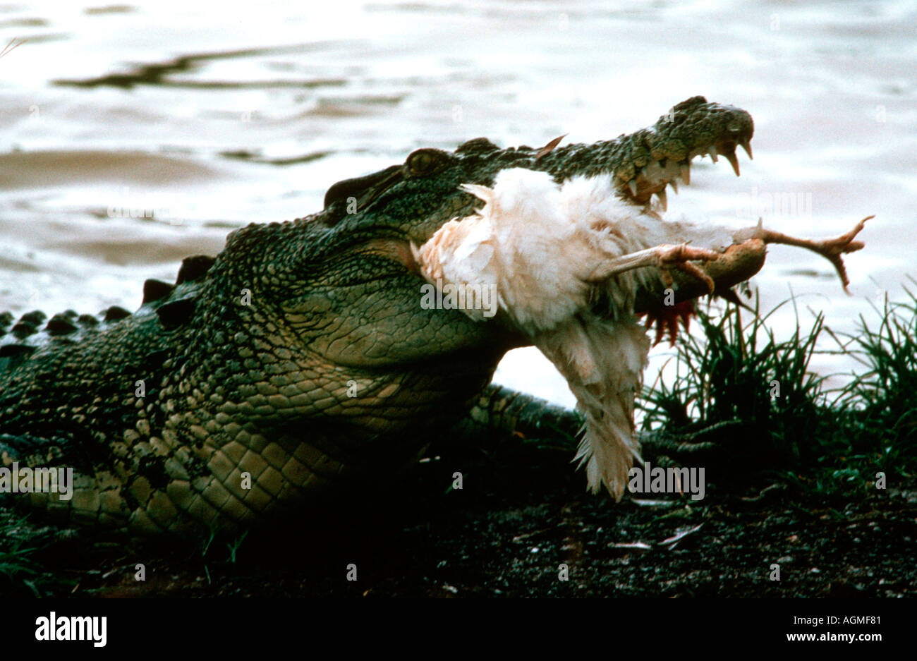 Saltwater crocodile feeding on a dead chicken Crocodylus porosus Darwin ...