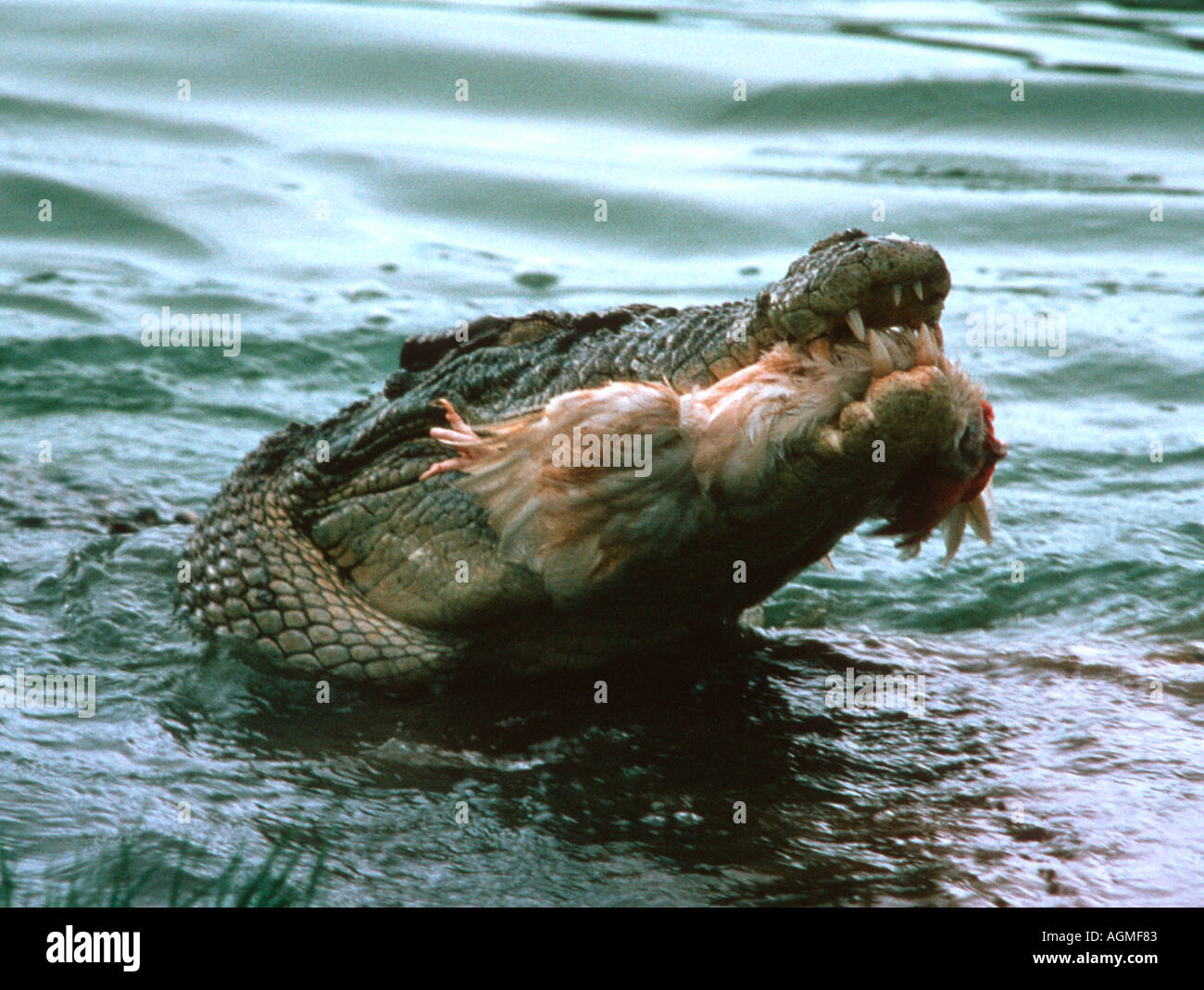 Saltwater crocodile (Crocodylus porosus) feeding on a dead chicken ...