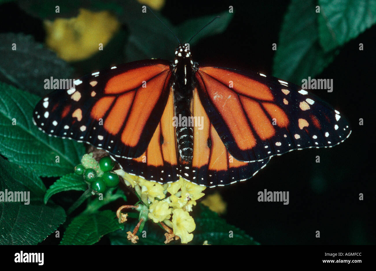 Monarch Butterfly (Danaus plexippus Stock Photo - Alamy