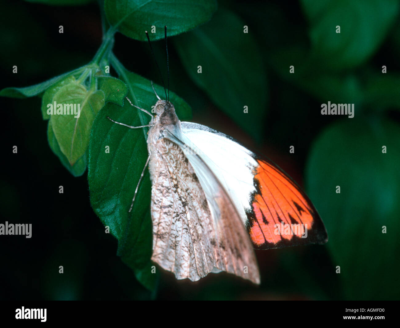 Hebomoia glaucippe butterfly hi-res stock photography and images - Alamy