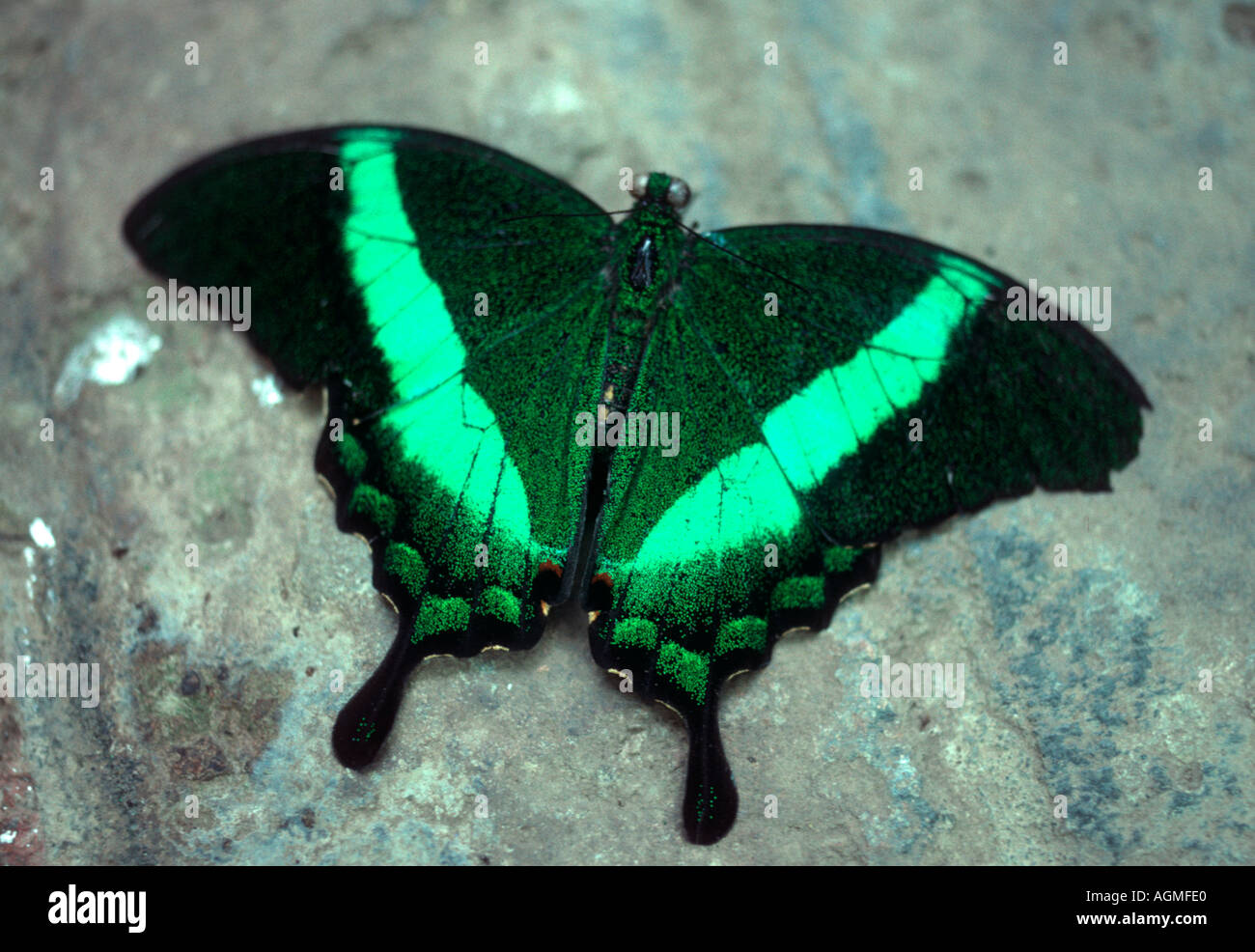 Banded peacock Butterfly (Papilio palinurus Stock Photo - Alamy