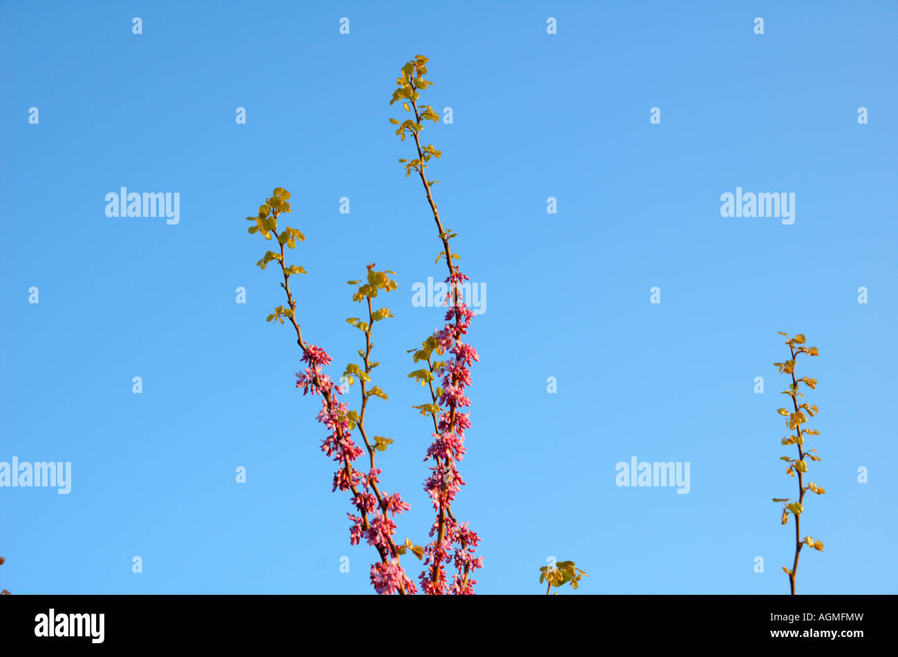 Judas Tree Cercis siliquastrum Upper Galilee Israel Stock Photo - Alamy