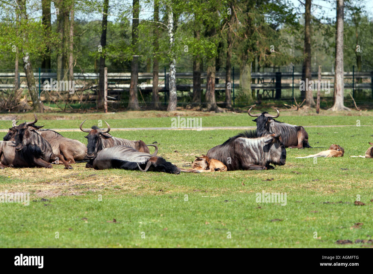 Blue Wildebeest - Connochaetes taurinus Stock Photo - Alamy