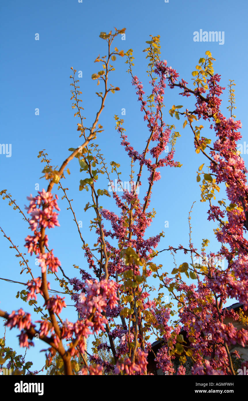 Judas Tree Cercis siliquastrum Upper Galilee Israel Stock Photo - Alamy