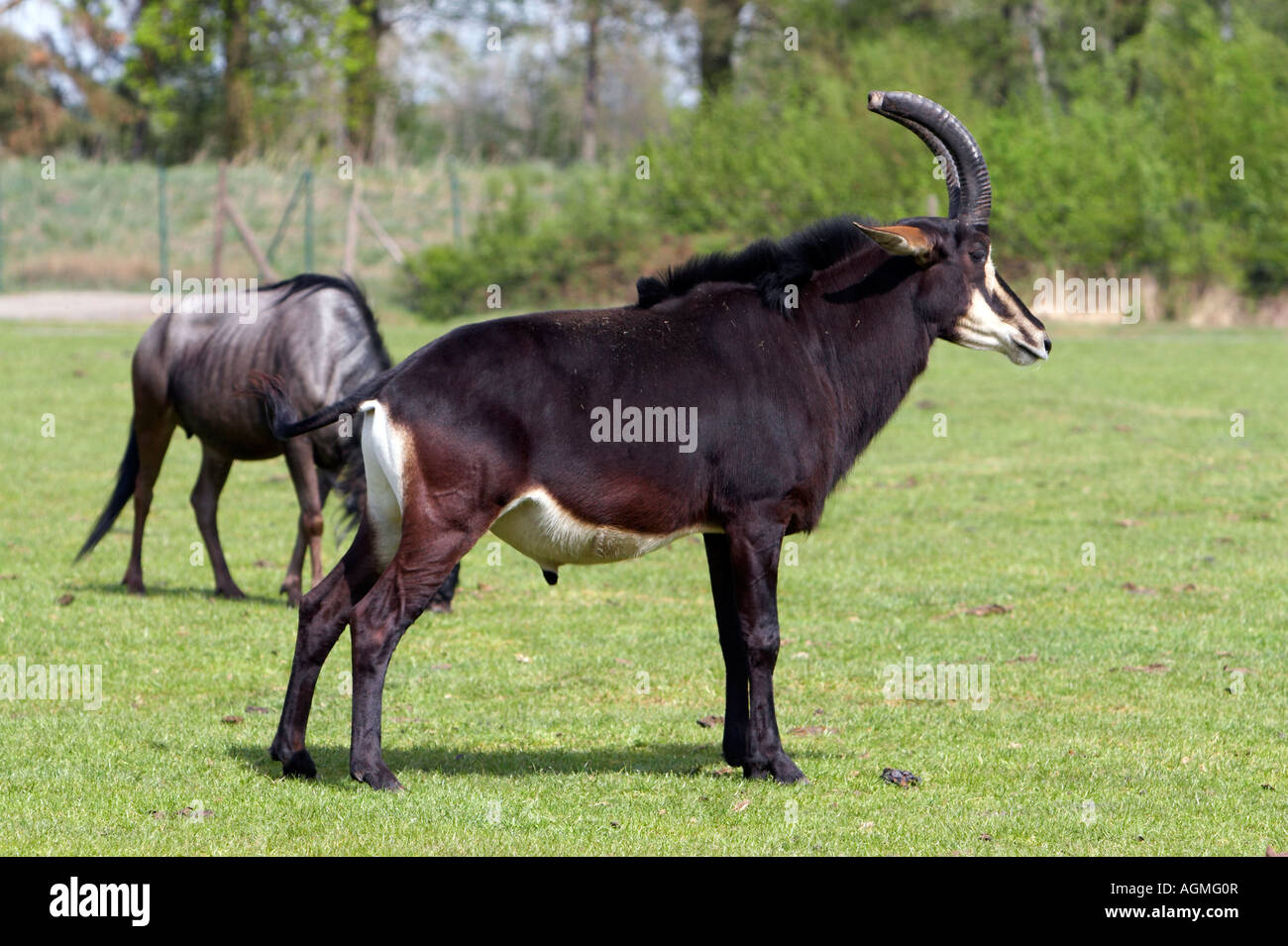 Sable Antelope (Hippotragus niger Stock Photo - Alamy