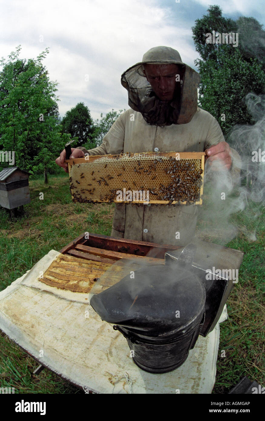 Beekeeper examines a frame from opened beehive using a smoker for ...