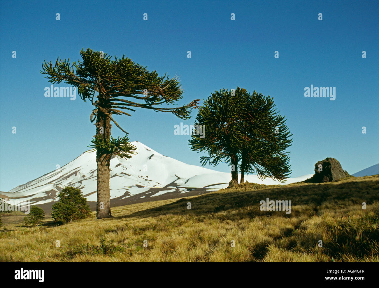 Chile, Temuco, Araucania trees on Andes mountains by Lonquimay volcano ...