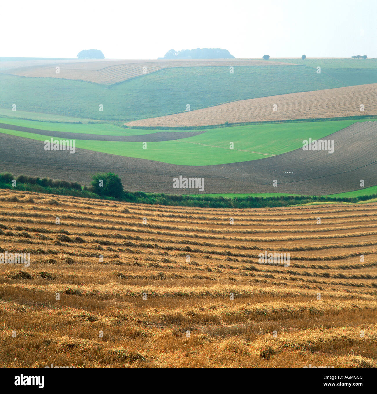 Landscape, Salisbury Plain, England Stock Photo - Alamy