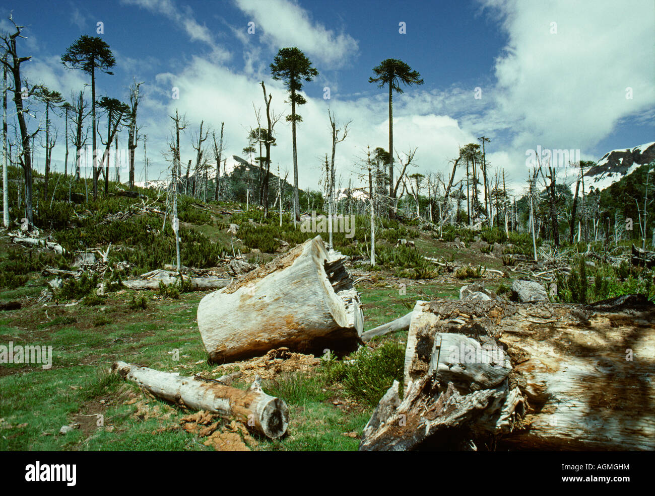 Chile, Temuco, Araucania trees on Andes mountains burned down Stock ...