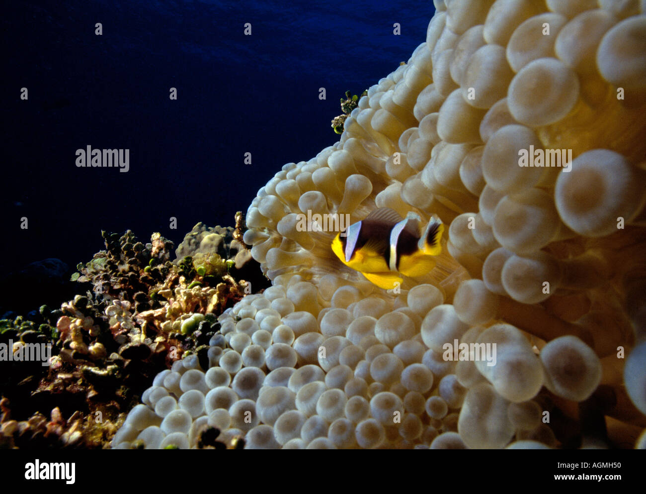 Seychelles Assumption u w Mauritian Anemonefish with Haddon s Sea ...