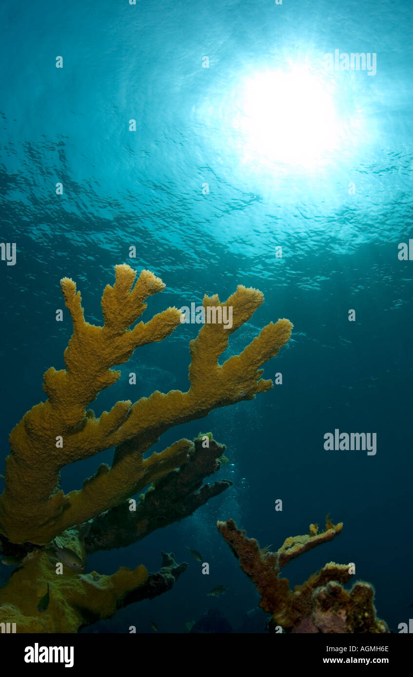 Elkhorn coral with sunspot Dog Cay divesite Cay Sal Bank Bahamas ...