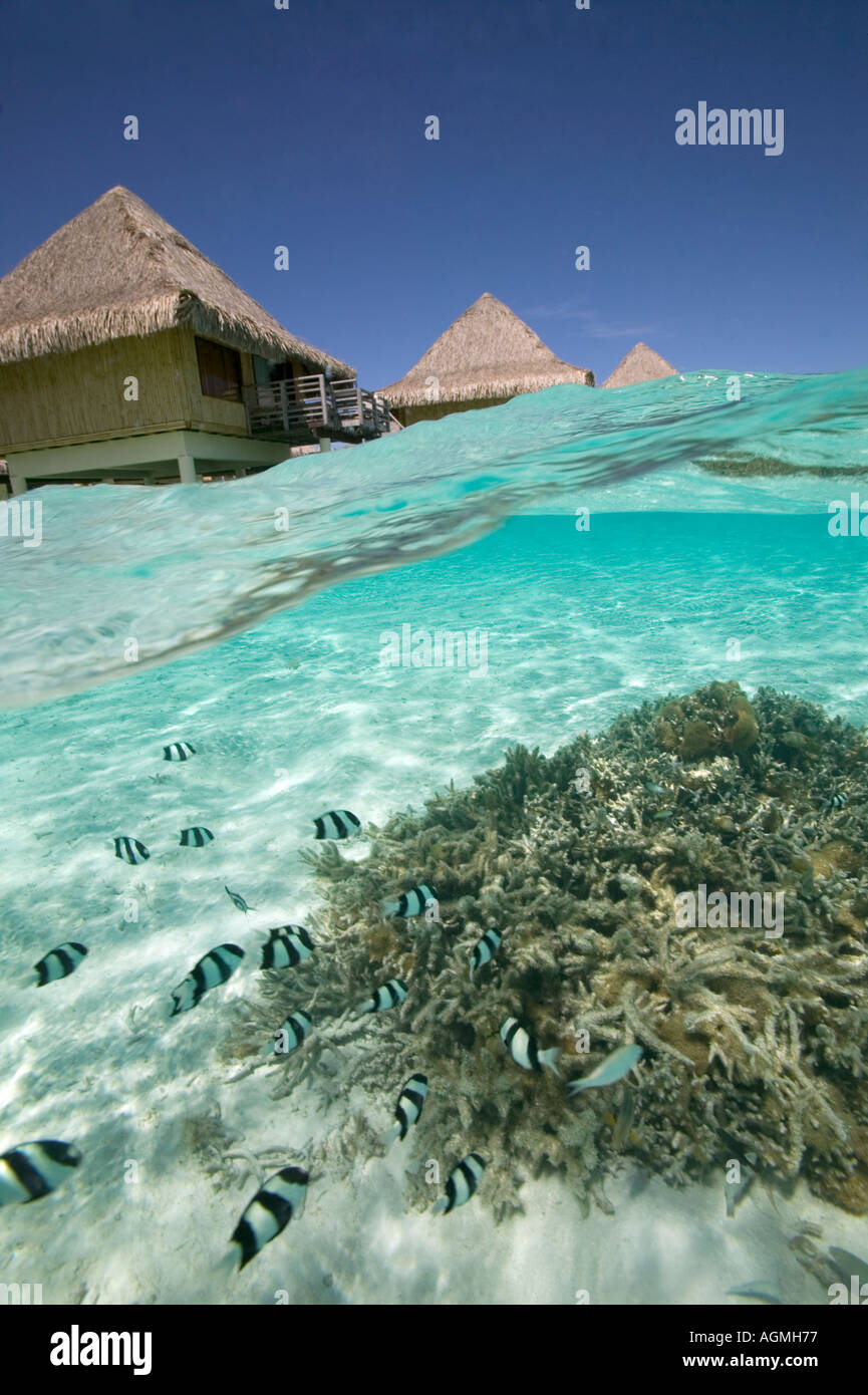 Under over tropical fish in lagoon Bora Bora Beachcomber French ...