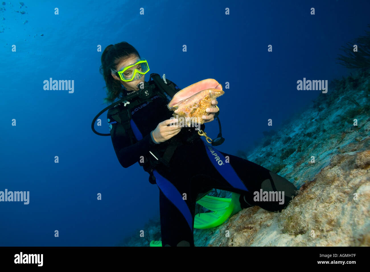 Scuba diver with conch shell Rope on the Wall divesite Cay Sal Bank ...