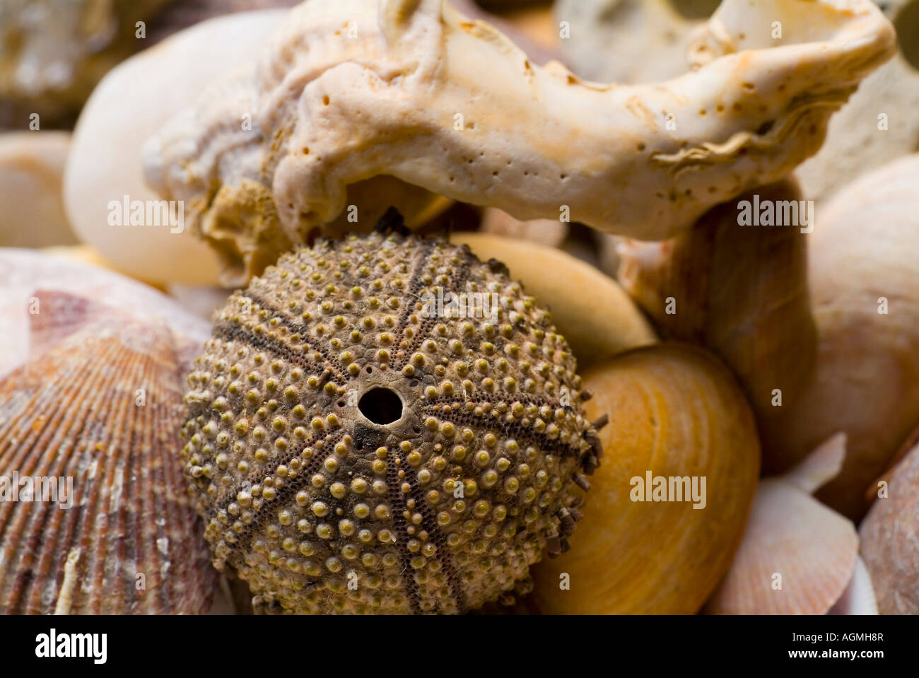 shells and crusts of sea urchin Stock Photo - Alamy