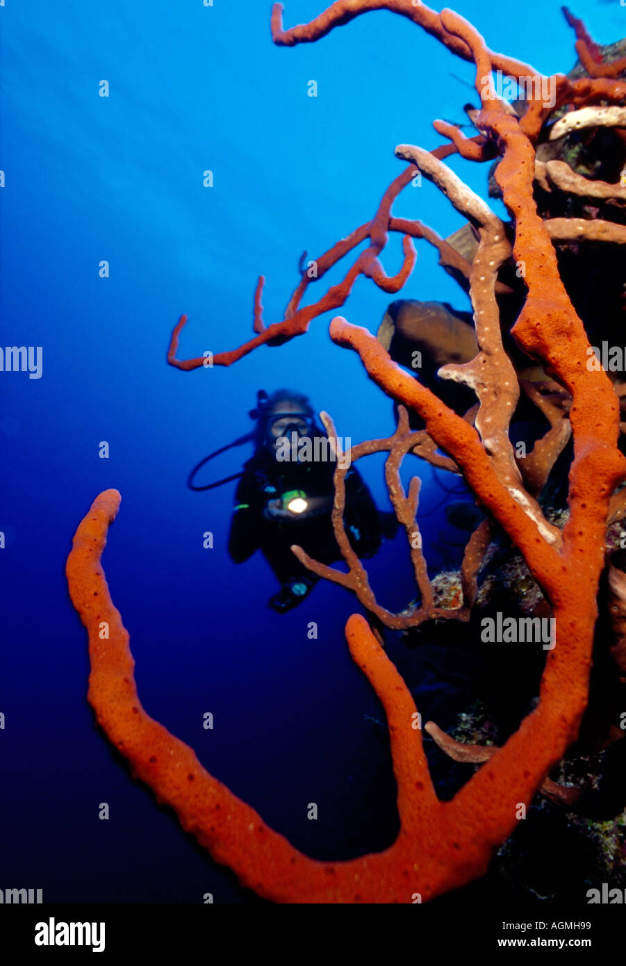 Little Cayman woman scuba diver near rope sponge on wall Stock Photo ...