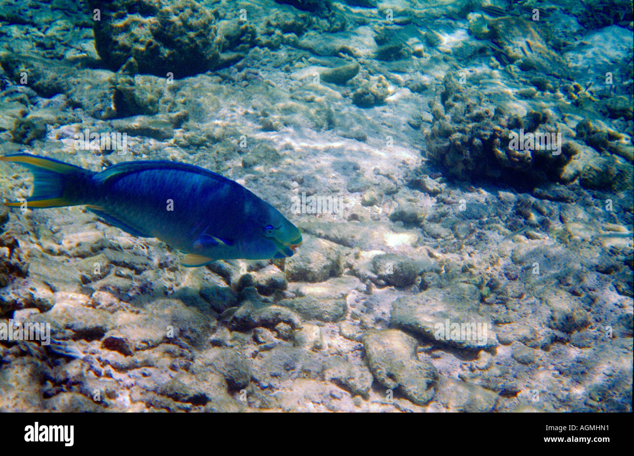 Tobago Trinidad Coral Gardens Nr Pigeon Point Fish with Gills Visible ...