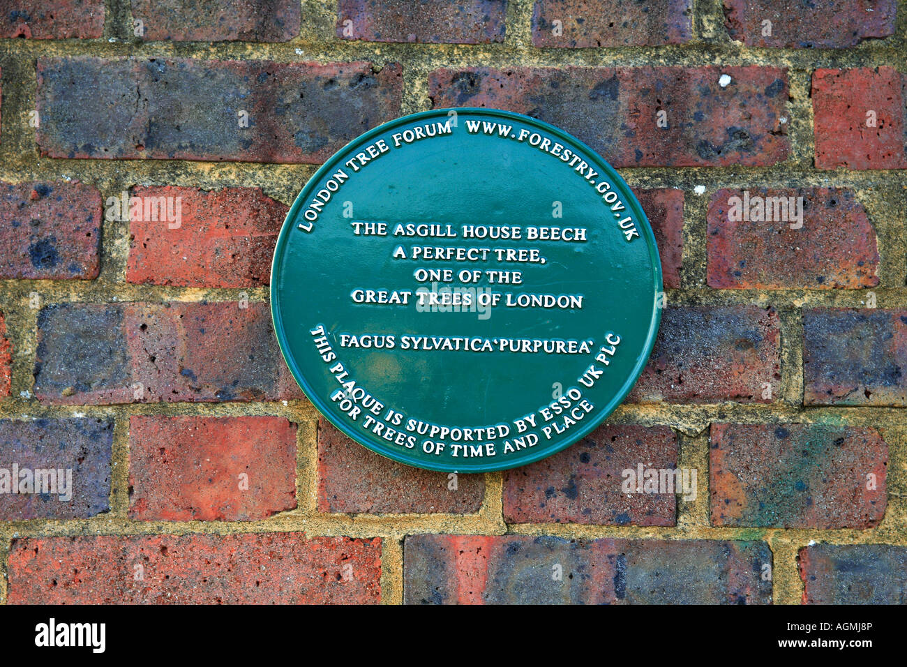 Asgill House Beech Tree Plaque Richmond Surrey England Stock Photo - Alamy