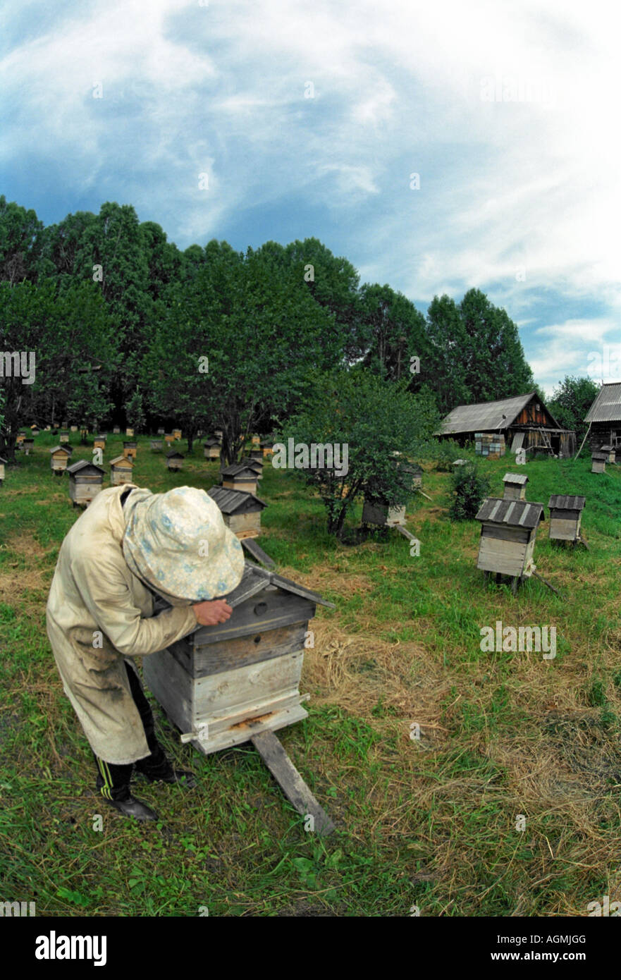 Beekeeper opens a beehive Stock Photo - Alamy