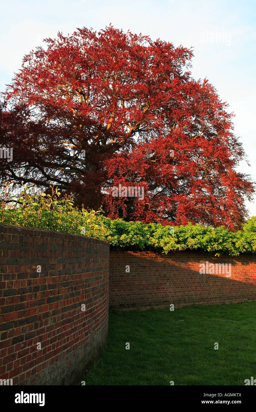 Asgill House Beech Tree Richmond Surrey England Stock Photo - Alamy