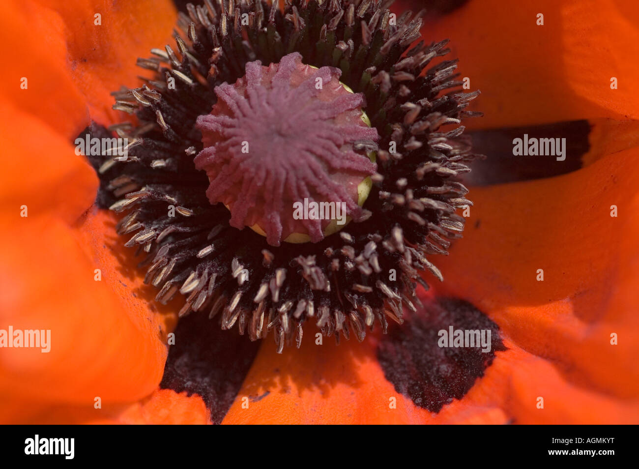 Blume Blüte Mohn rot flower of red poppy Stock Photo - Alamy