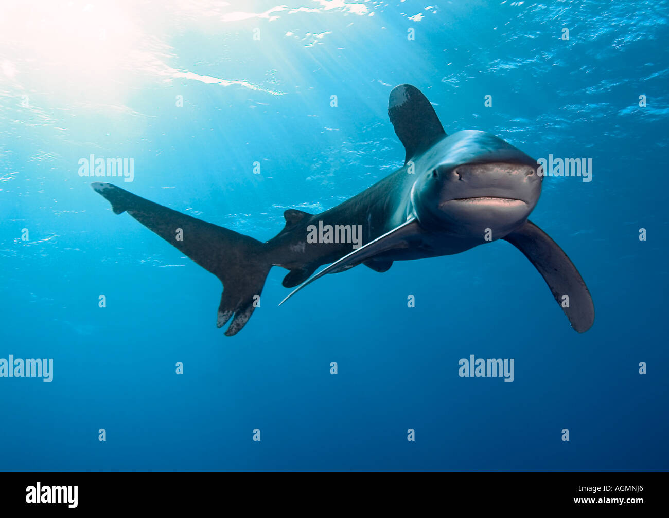 oceanic white tip shark in threat posture Stock Photo - Alamy