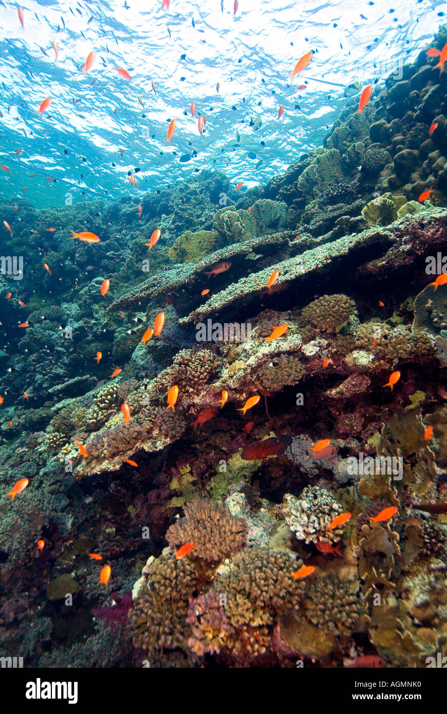 colorful coral reef in red sea Stock Photo - Alamy