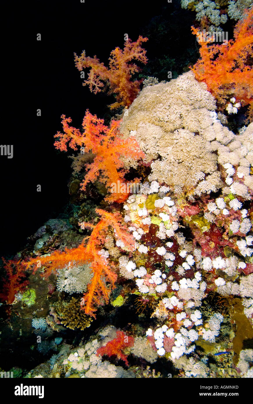 colourful coral reef at night in the red sea Stock Photo - Alamy