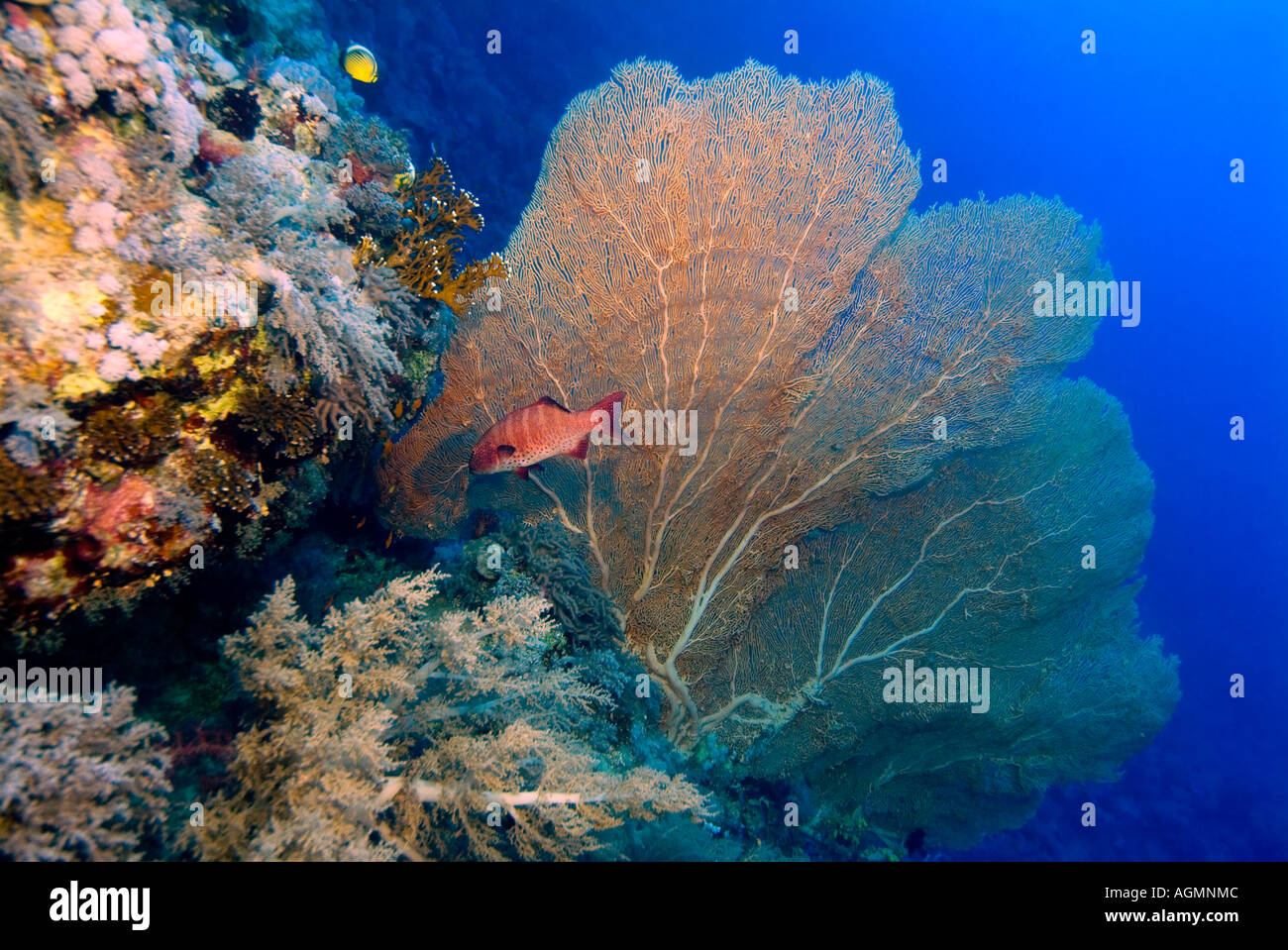 colourful fan coral in the red sea Stock Photo - Alamy