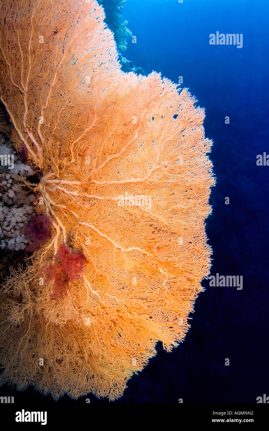 large fan coral red sea Stock Photo - Alamy