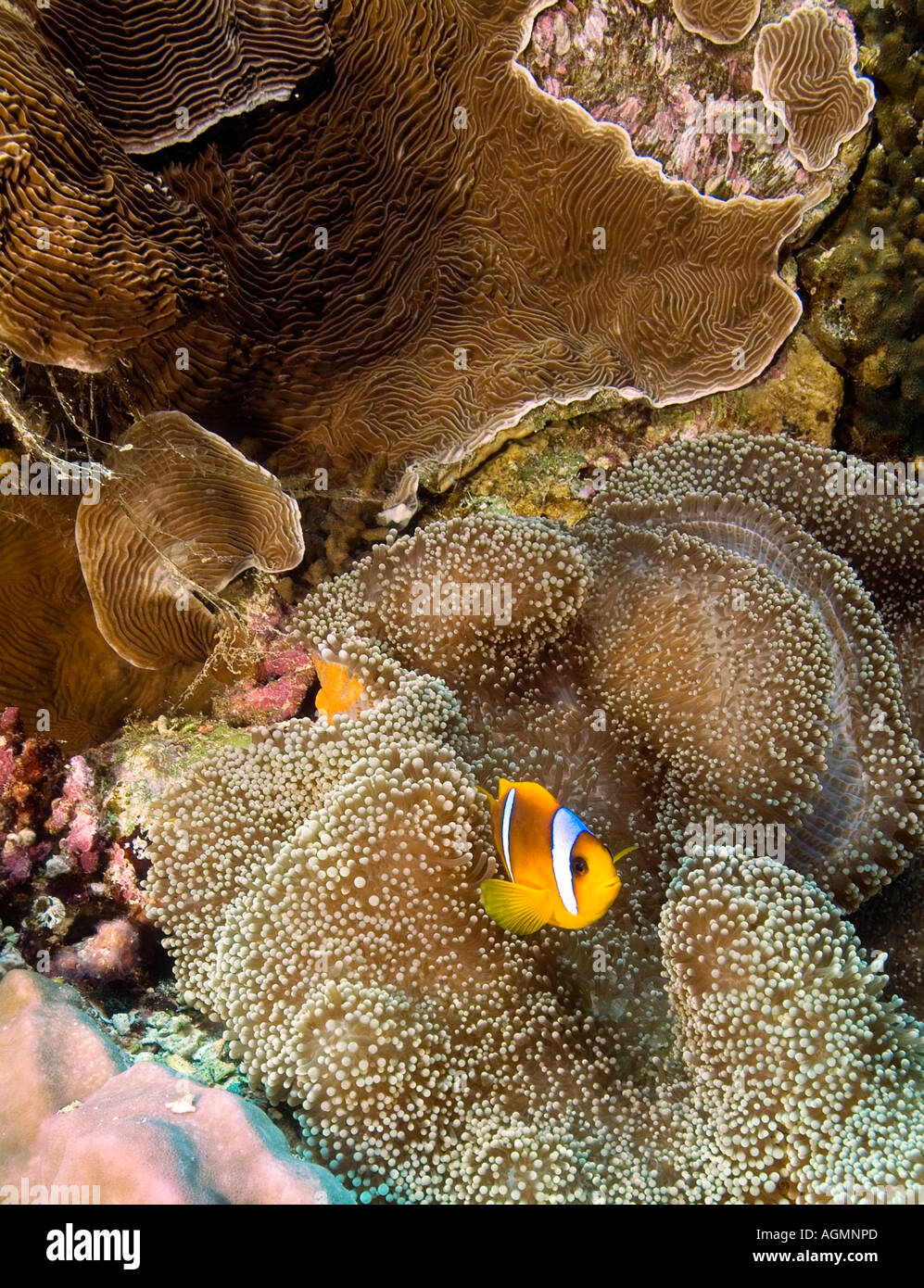 cute nemo clown fish in the red sea Stock Photo - Alamy