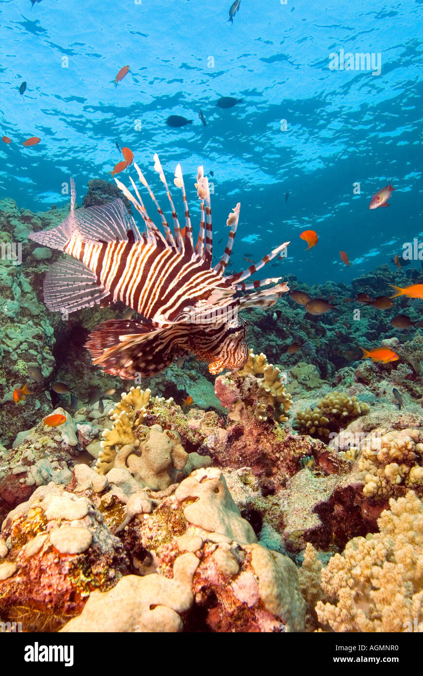 Fish That Looks Like Coral