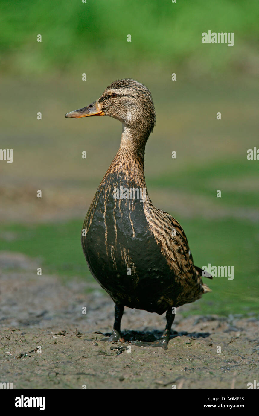 Plathyrynchos hi-res stock photography and images - Alamy