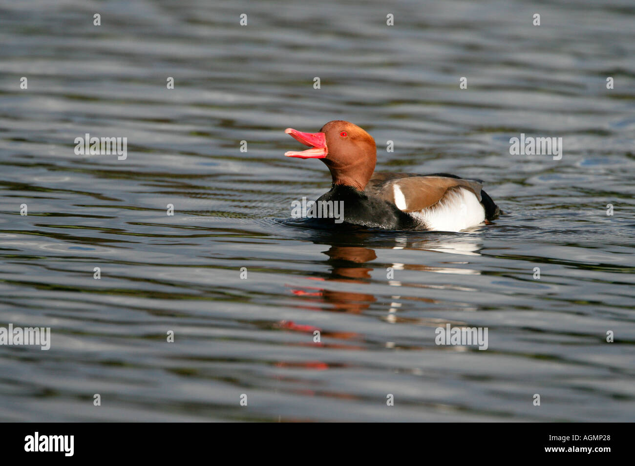 RED CRESTED POCHARD Netta rufina MALE CALLING FERAL BIRD MARCH UK Stock ...