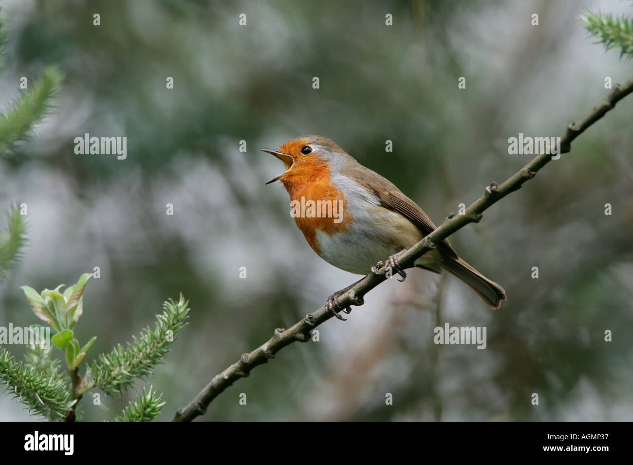 Singing birds in the tree hi-res stock photography and images - Alamy