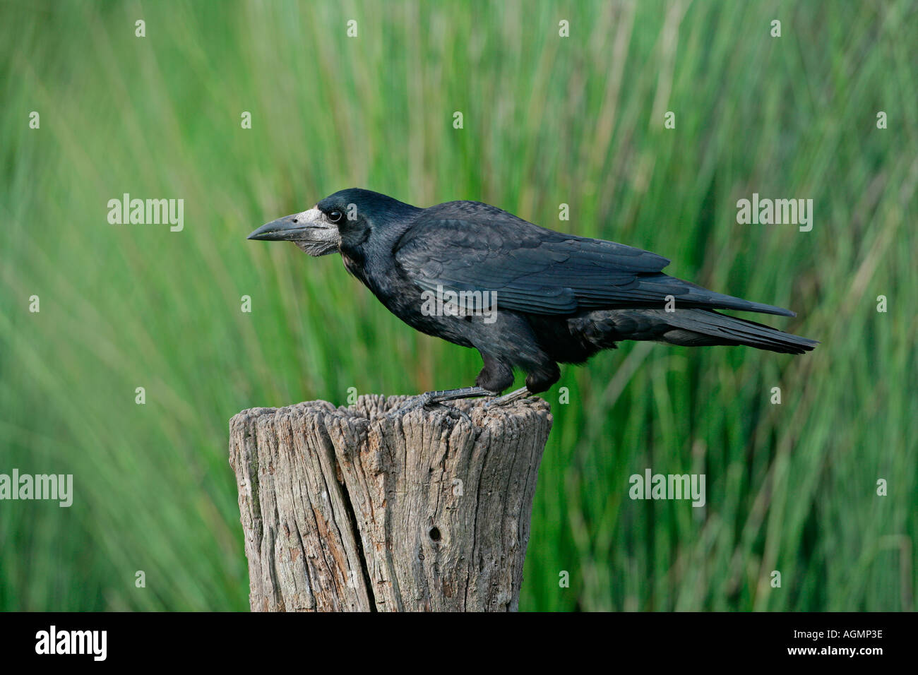 Rook with food hi-res stock photography and images - Alamy