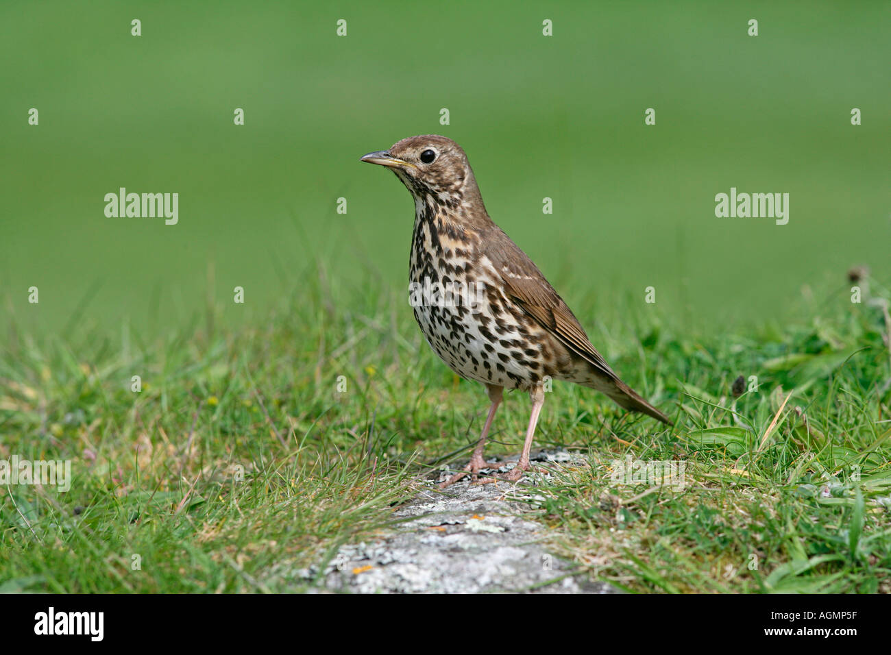 May uk thrush hi-res stock photography and images - Alamy