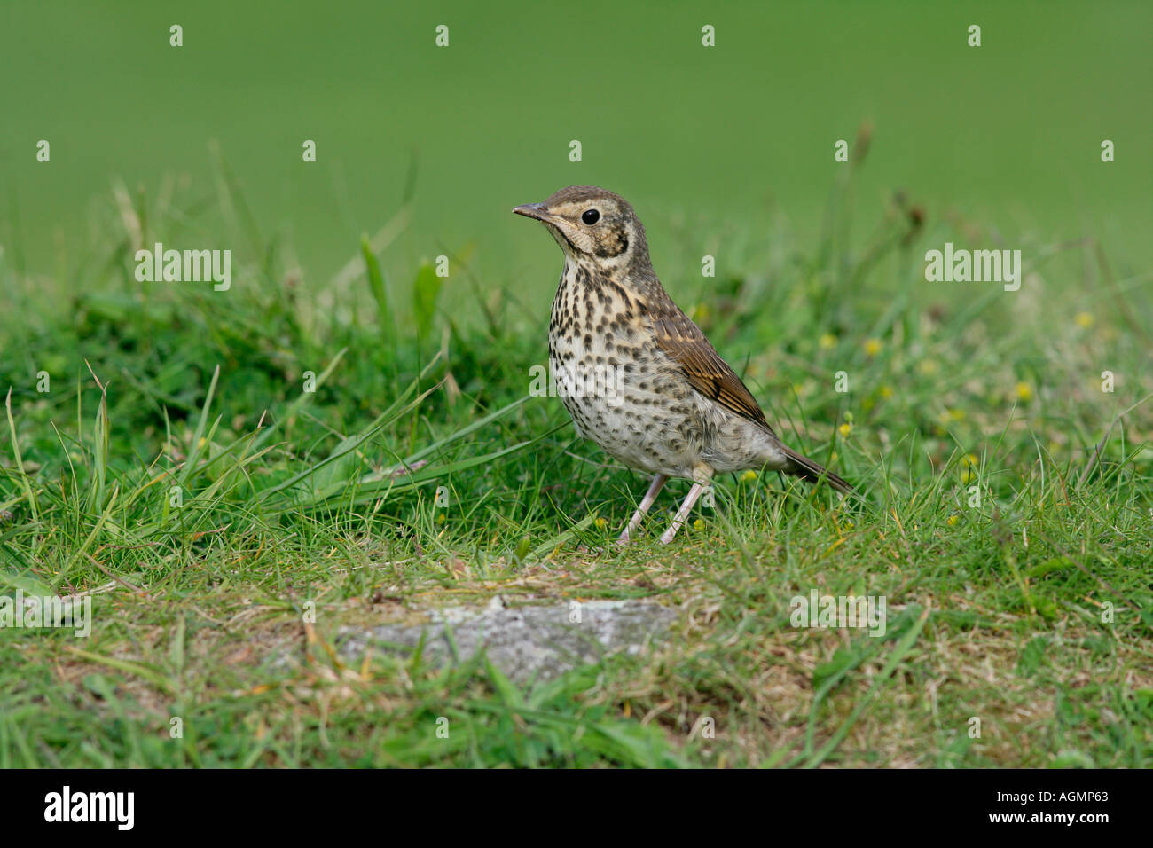 SONG THRUSH Turdus philomelos JUVENILE MAY UK Stock Photo - Alamy