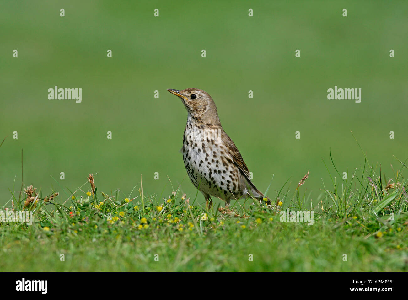 May uk thrush hi-res stock photography and images - Alamy