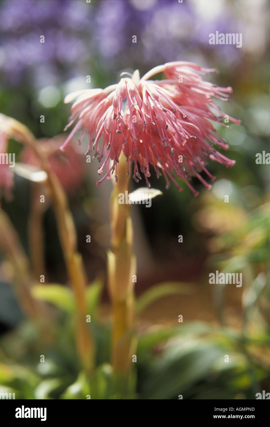 Acutifolia hi-res stock photography and images - Alamy