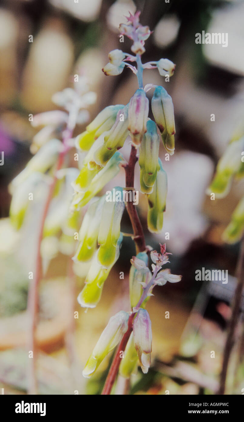 Lachenalia aloides vanzyliae Stock Photo - Alamy