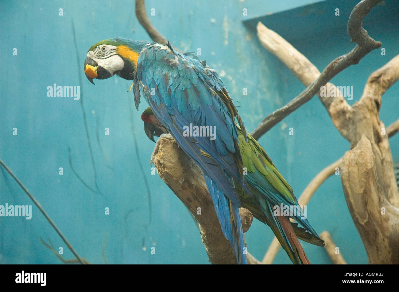 A colorful exotic bird at Moscow Zoo Stock Photo - Alamy