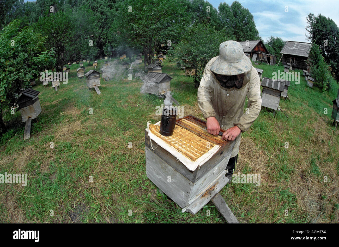 Beekeeper examines an open beehive using a smoker for calming bees ...