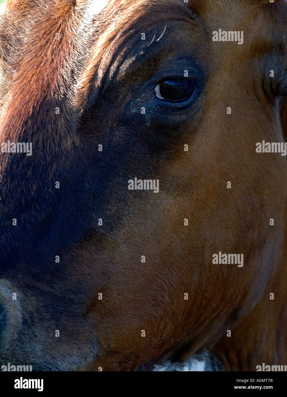 cattle close up Stock Photo - Alamy