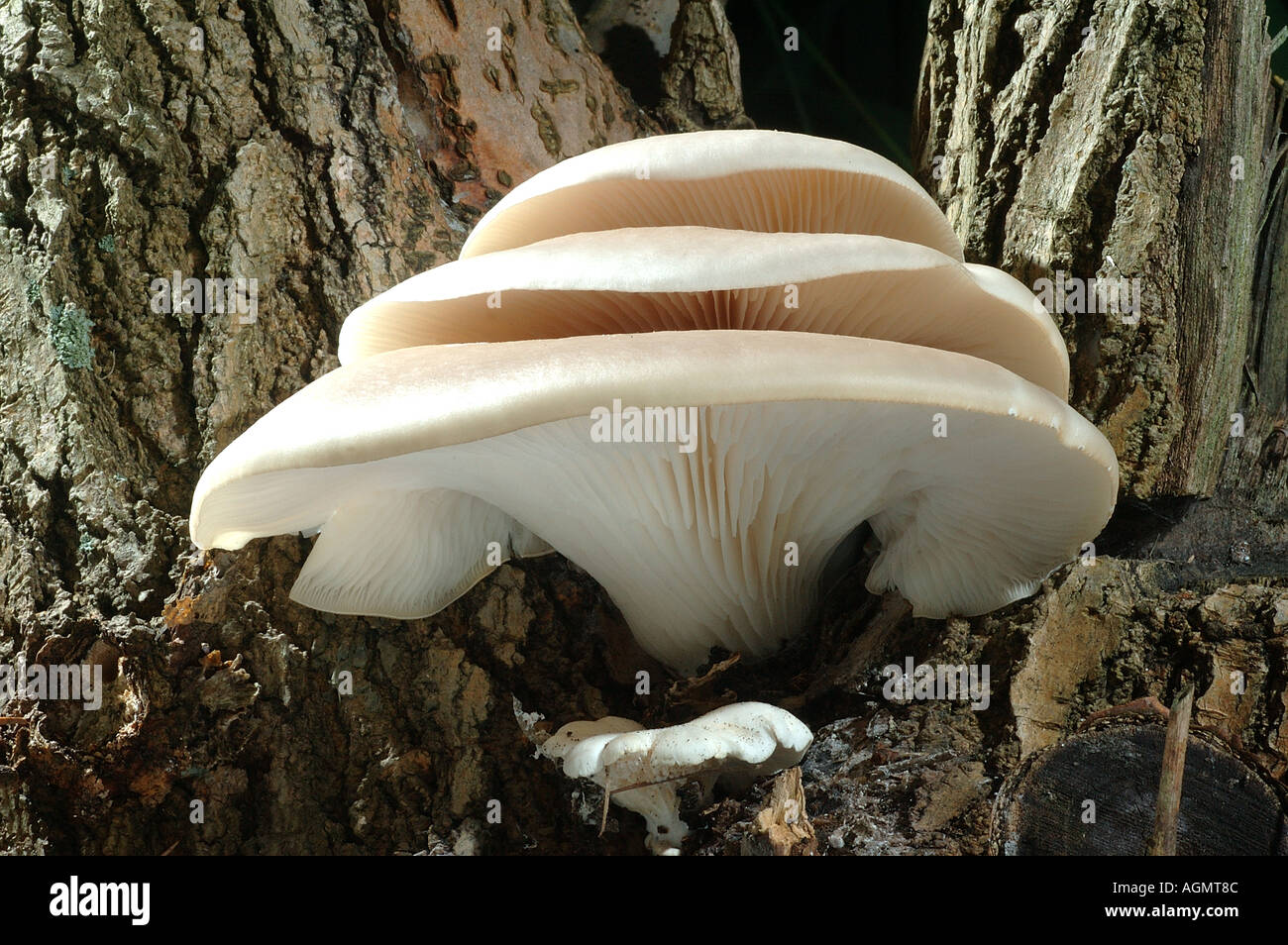 Branched Oyster Mushroom pleurotus cornucopiae Stock Photo - Alamy