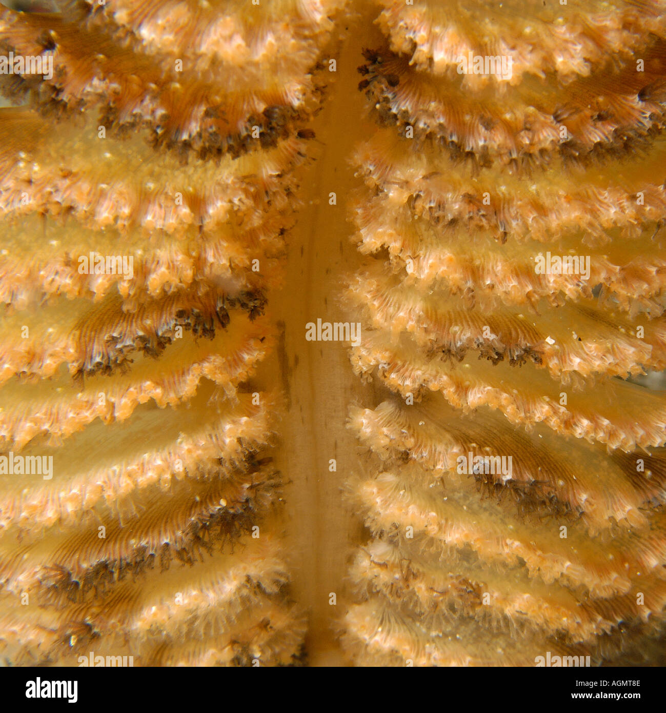 Sea pen Pteroeides sp night West Escarceo Puerto Galera Mindoro ...