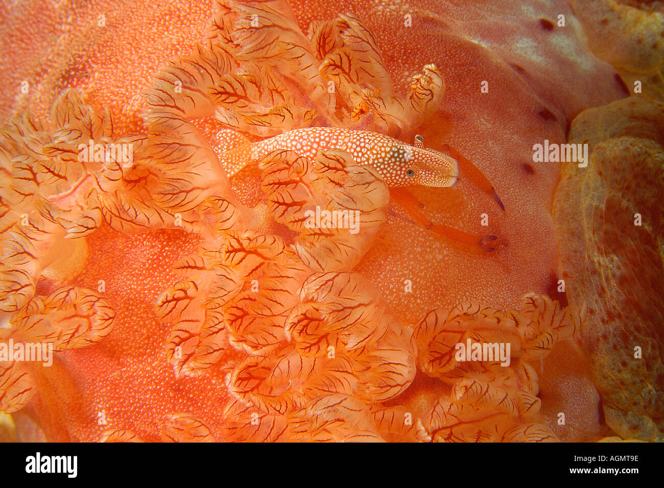 Emperor shrimp Periclimenes imperator next to gills of spanish dancer ...